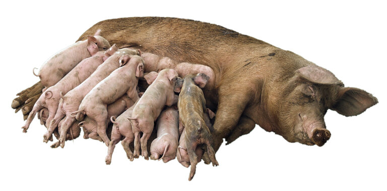 PreparePig – Toxinology.no